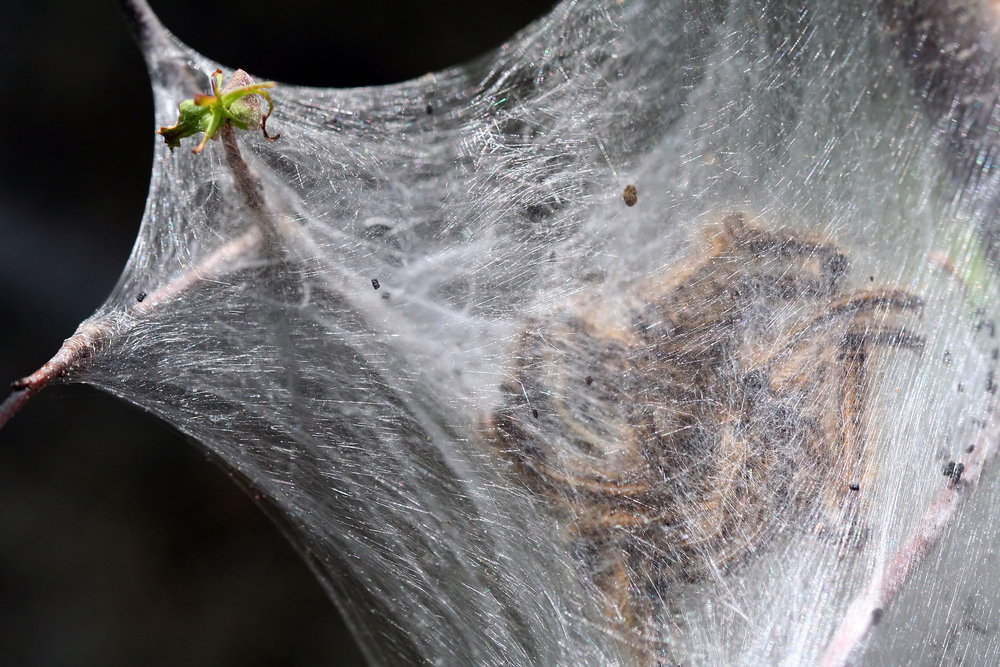 A B Pest Control And Insulation Bagworms Vs Webworms