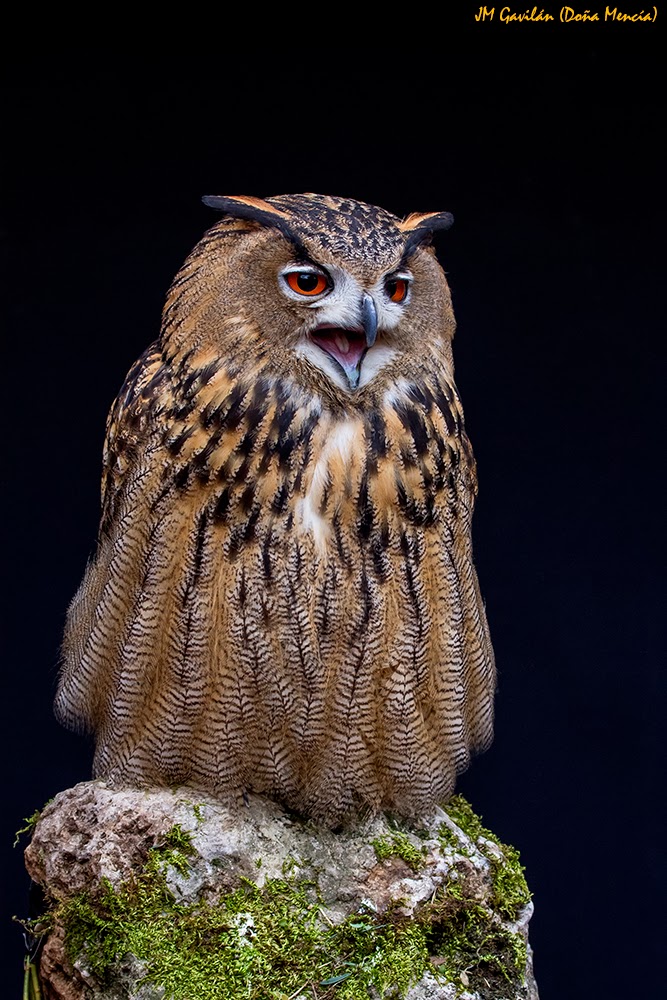 Fotografía de Naturaleza - JM Gavilán: Búho real, el Gran Duque (Bubo bubo)