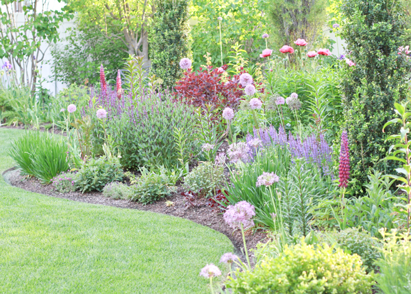VW Garden: Pink Oriental Poppies: Medallion and Harlem