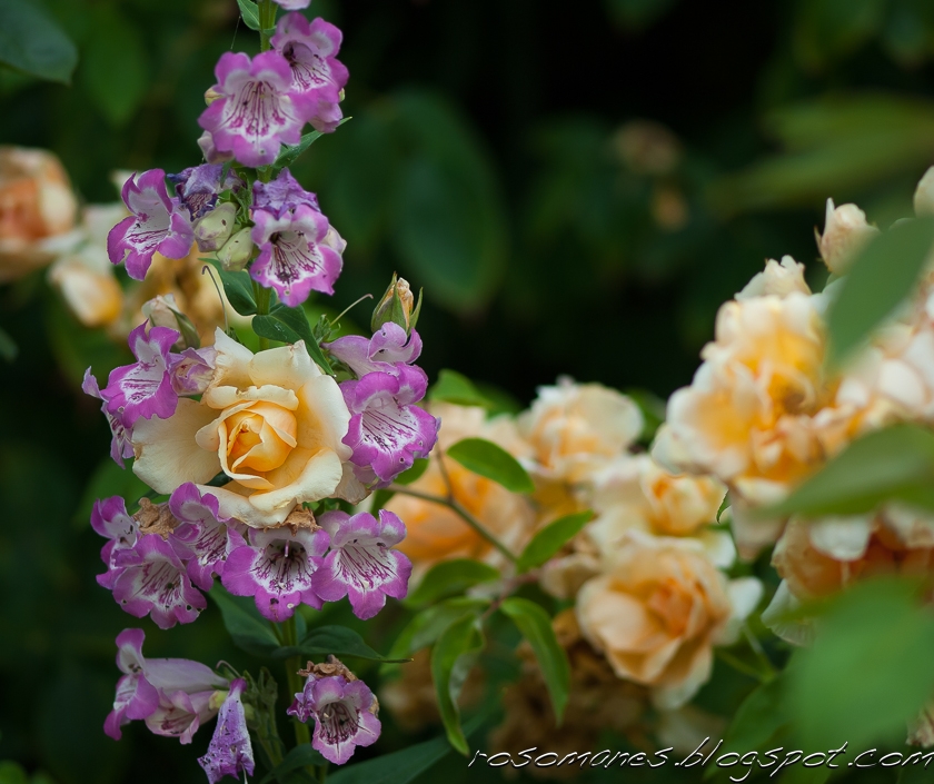 A Rose is a Rose...: Midsummer Roses