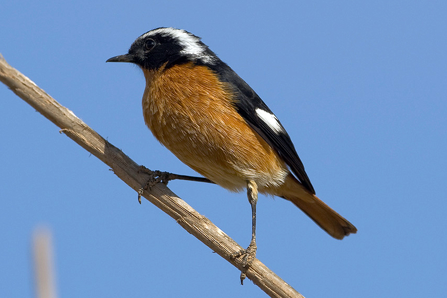 Bird Guide: Next up wonderful Morocco