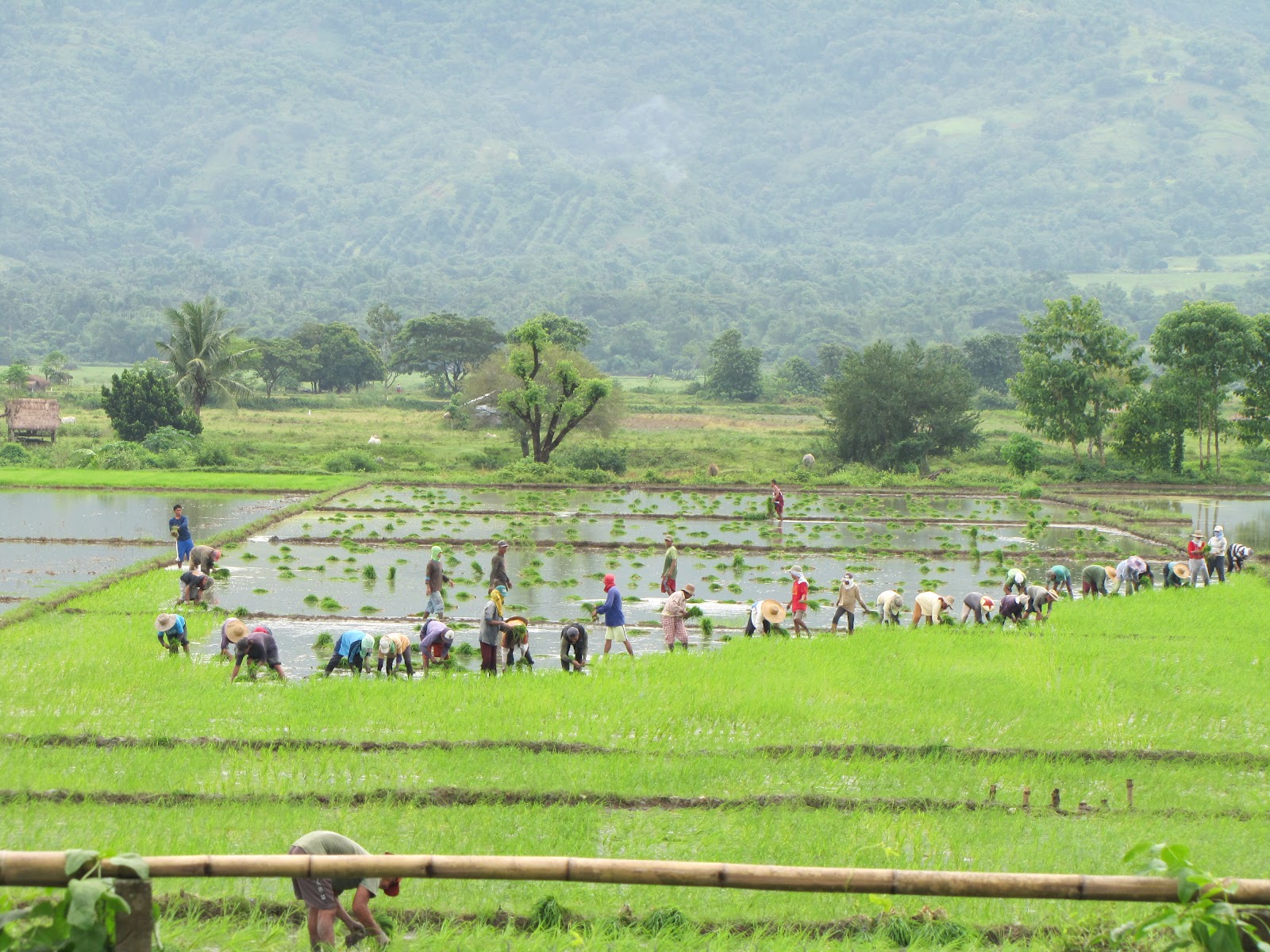 Kleyns In The Philippines: * Workers