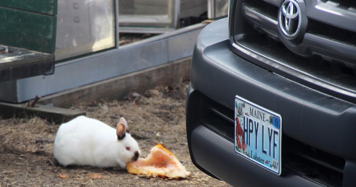 FairWinds...: Breeding like rabbits...