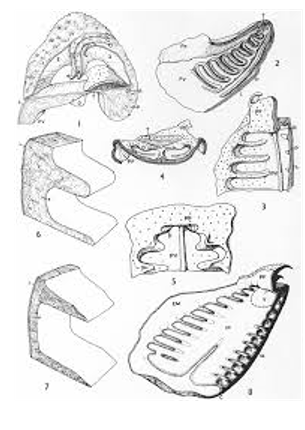 Manospondylus: Why Brachiopods are actually pretty cool