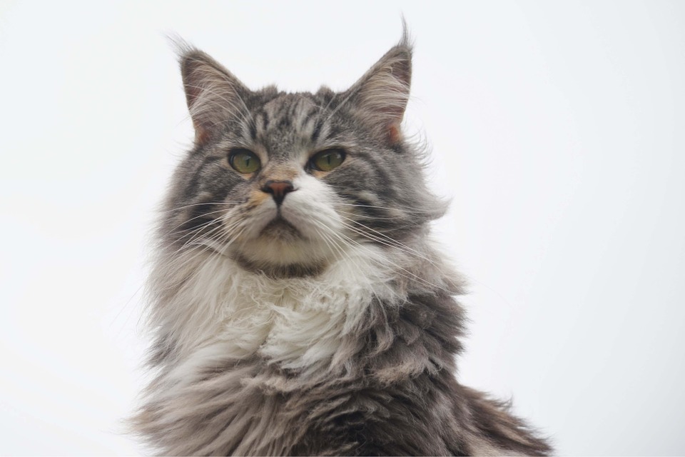 Maine Coon Ras Kucing Mirip Singa, Cerdas dan Senang Air