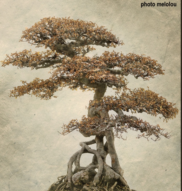 Te Yang Bonsai: NEAGARI – Raízes expostas