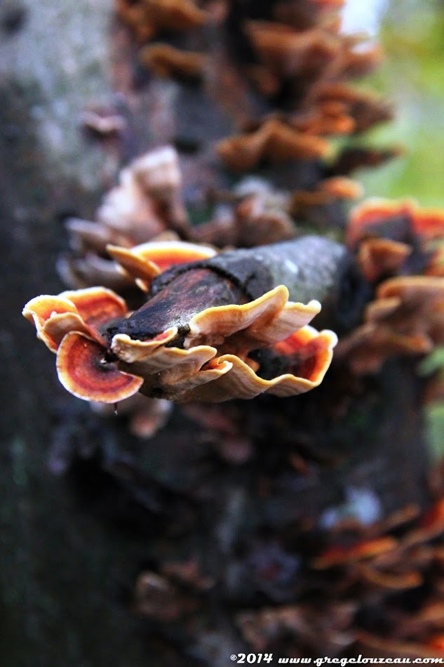 Plein la vue avec Lignivore versicolor ~ FontaineBleau Passion