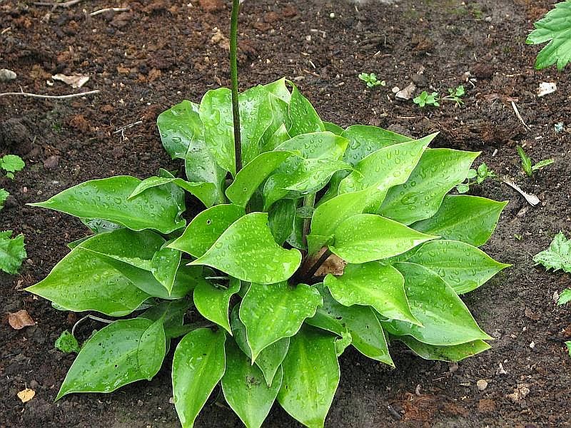 kahe valla piiri peal: hosta, minu arm