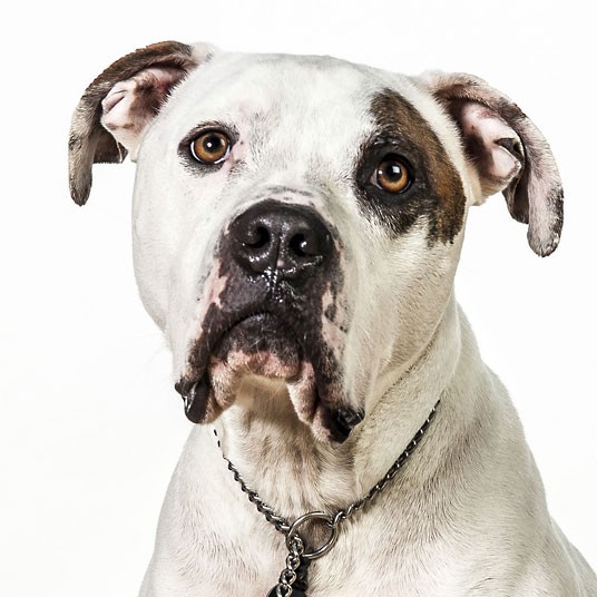 'Dog Face' by Barbara O'Brien (28 pics) | Amazing Creatures