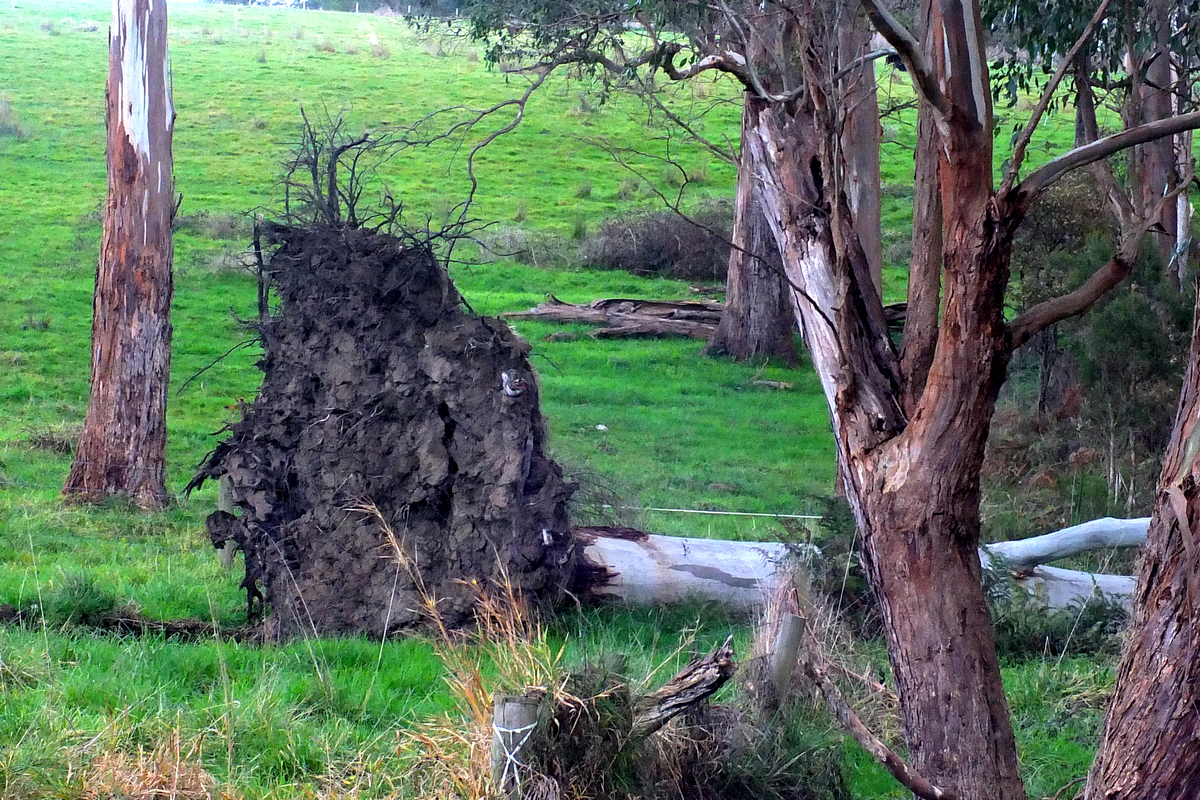 Friends of Drouin's Trees: Healthy roots, healthy trees
