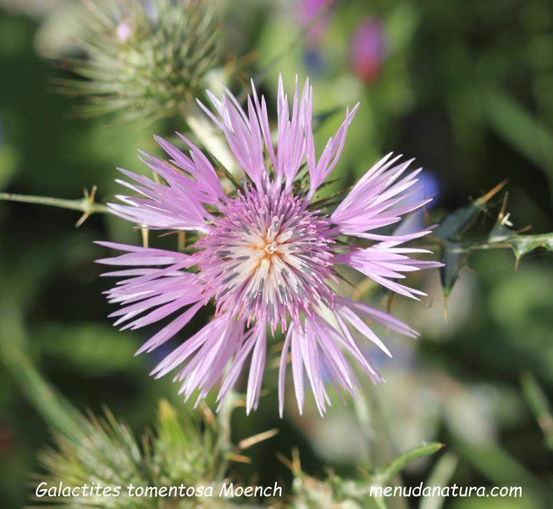 Menuda Natura: Galactites tomentosa Moench