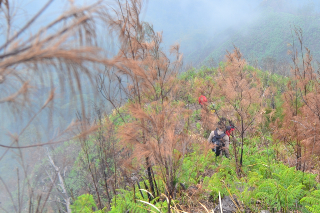 Pendakian Gunung Wilis 2.565 mdpl via Mojo Kediri - Manusia Lembah