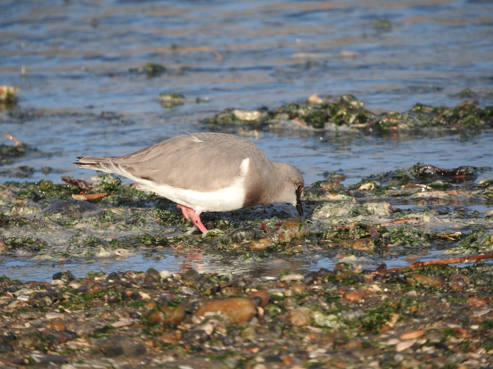 Aves del Golfo San Jorge: Chorlito ceniciento (Pluvianellus socialis)