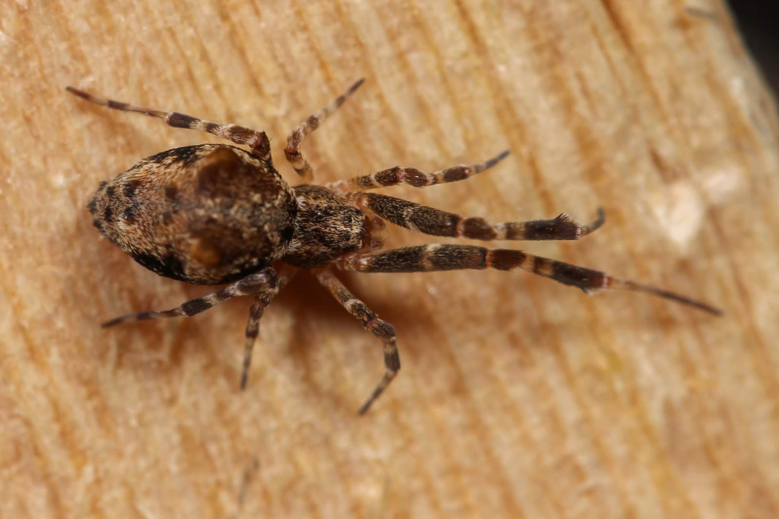 Biodiversity of Cyprus by NGO Protection of the Natural Heritage and ...