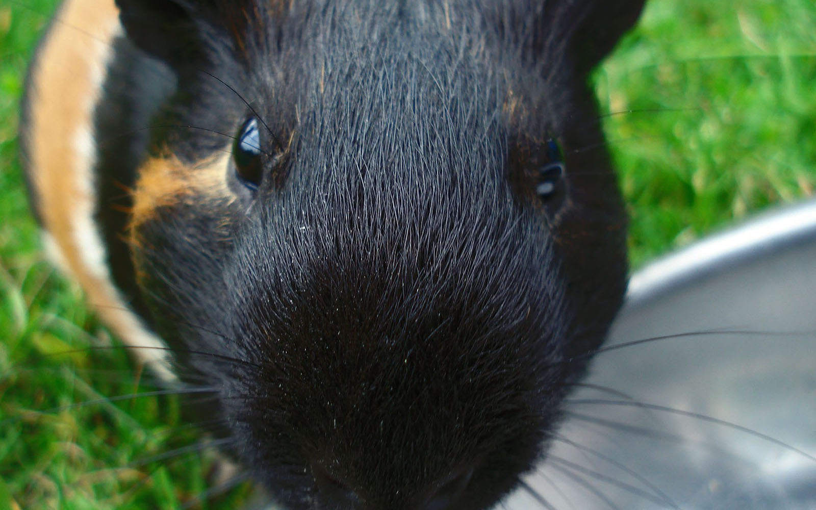 Mooie Cavia Achtergronden voor je Bureaublad – Caviapret.nl