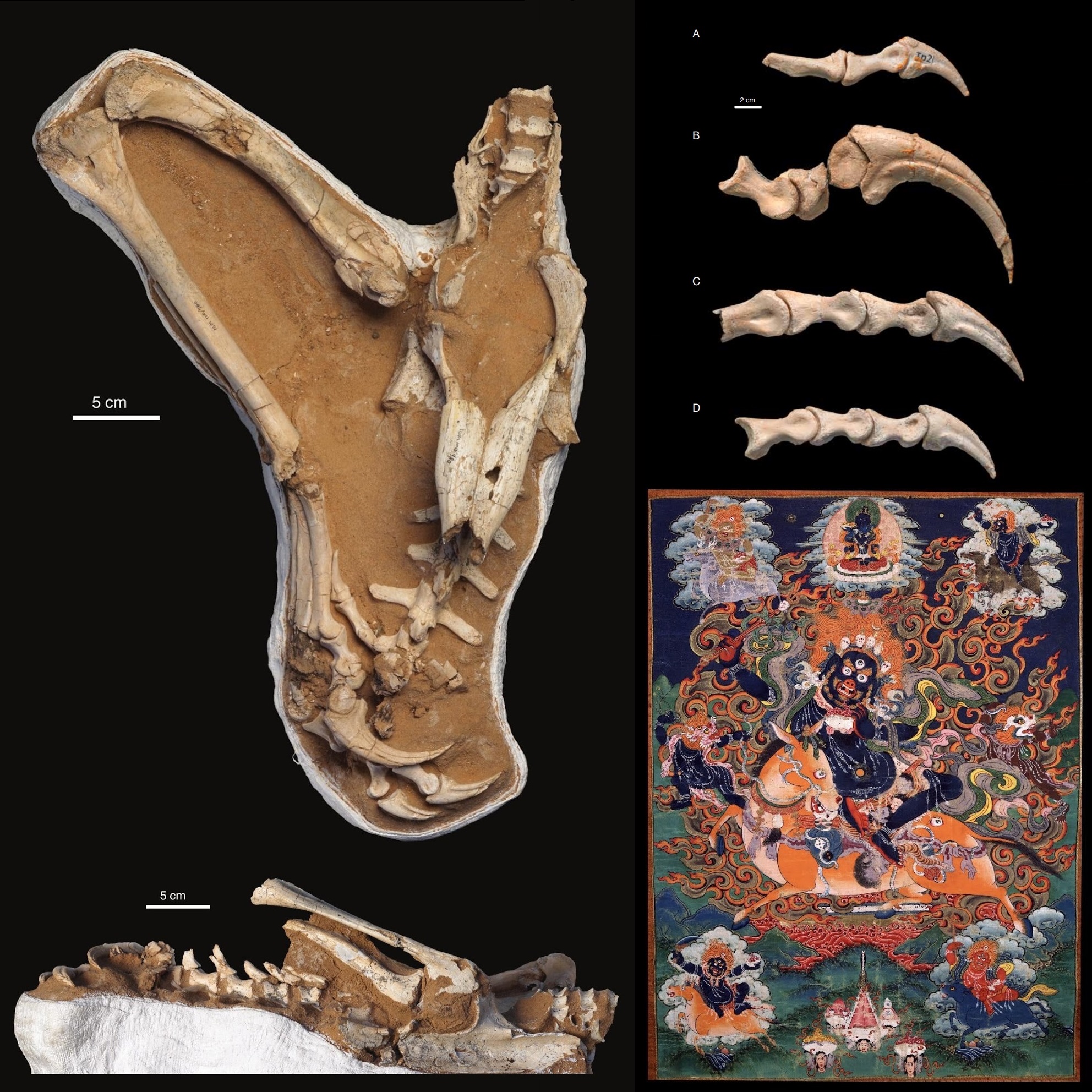 Species New to Science: [Paleontology • 2021] Shri devi • A New ...