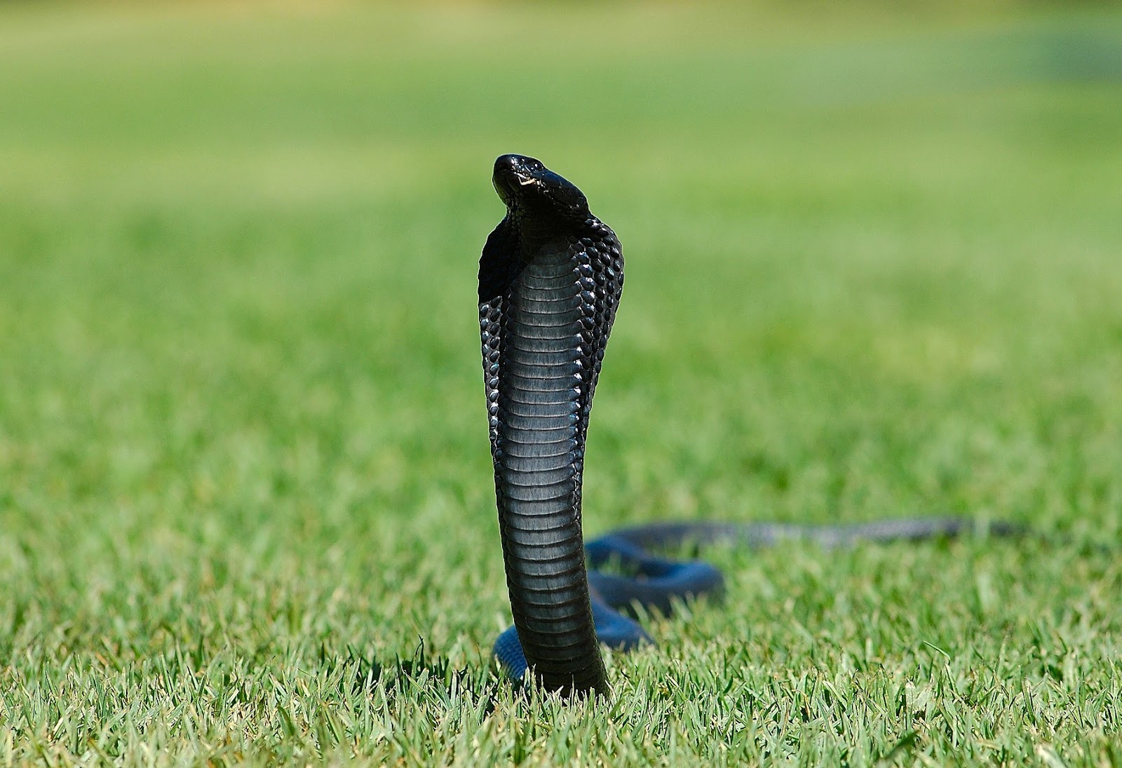 Black Cobra | Wildlife Photos