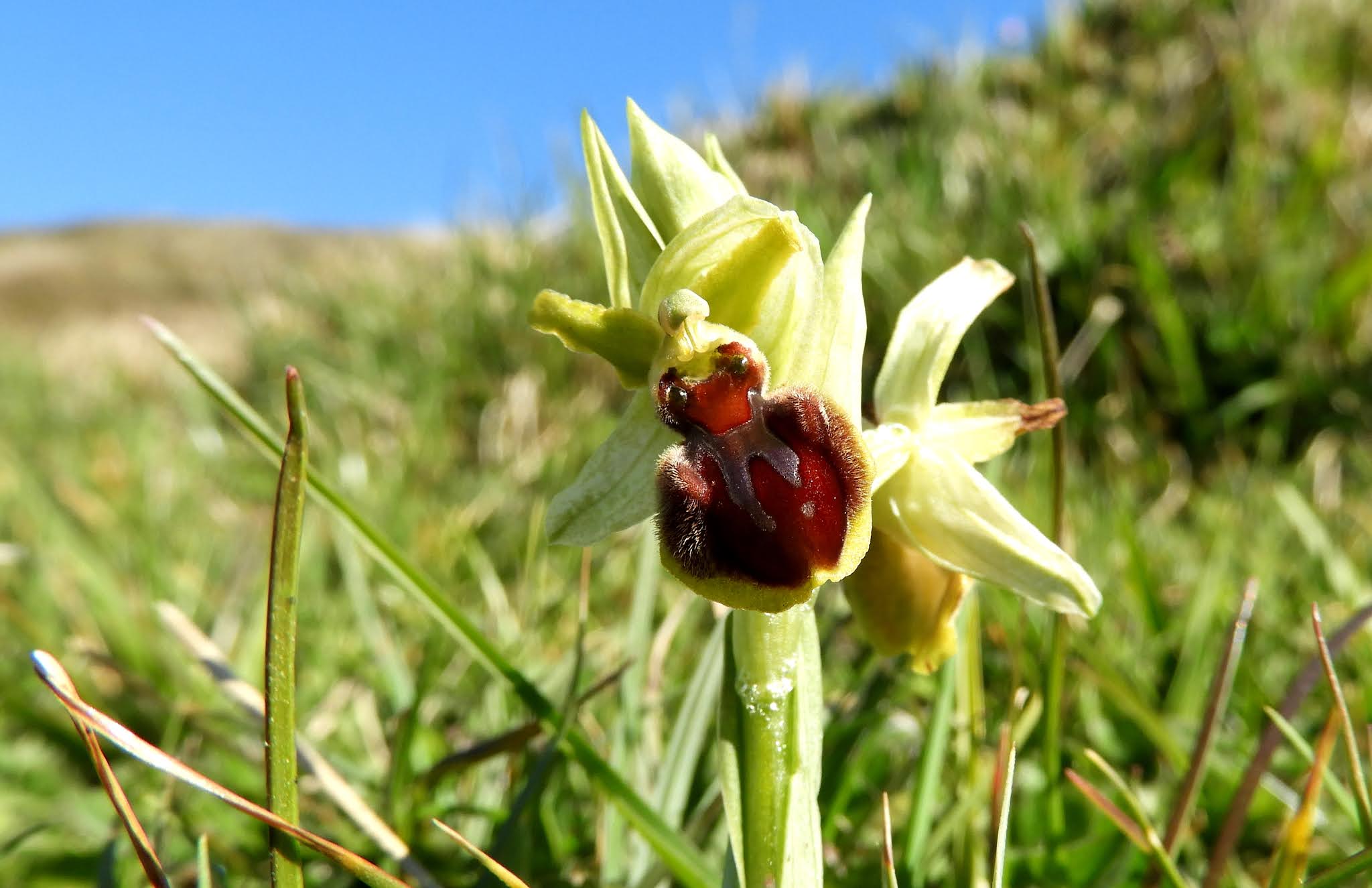 birdingexmouth: Early Spiders