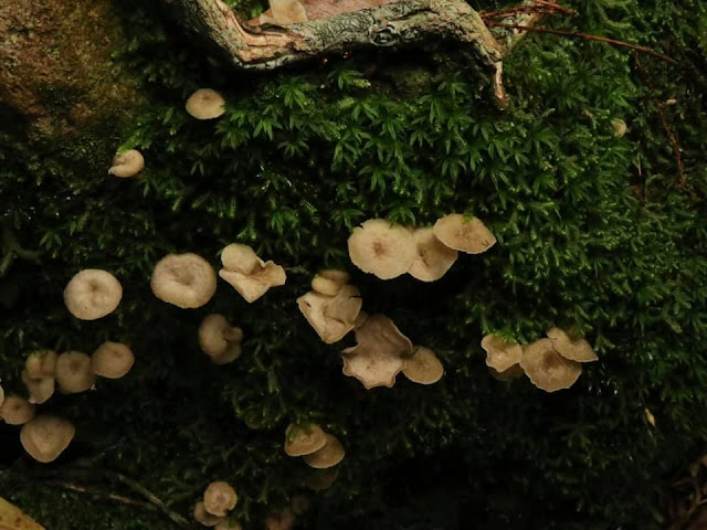 艾~台灣的真菌手札 (Emily, Amy & Allan's Taiwan fungi journal): 【No.256 ...