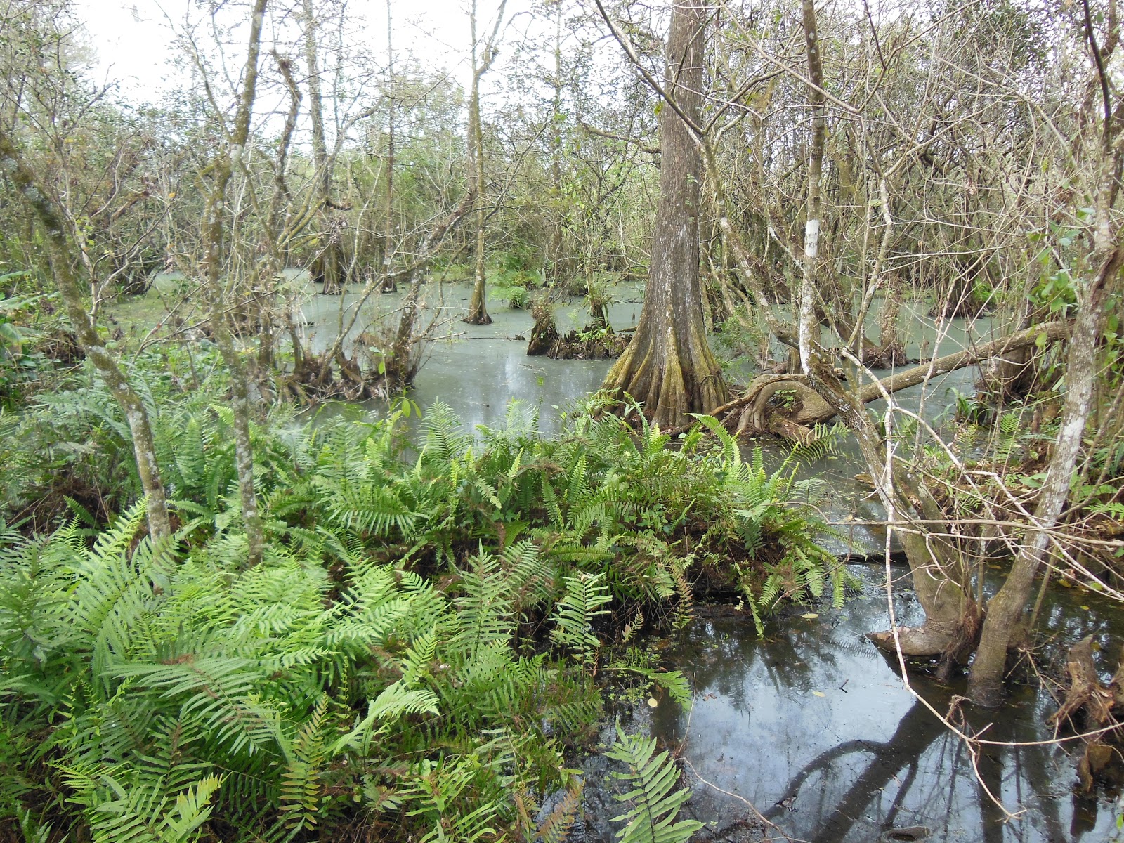 Henderson's Travel Blog: Too Much $$$, Rookery Bay, 10,000 Islands ...