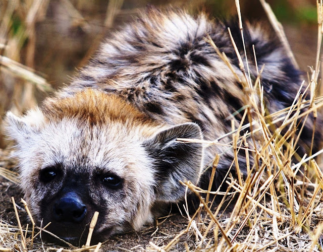 National Animal of Lebanon - Striped Hyena