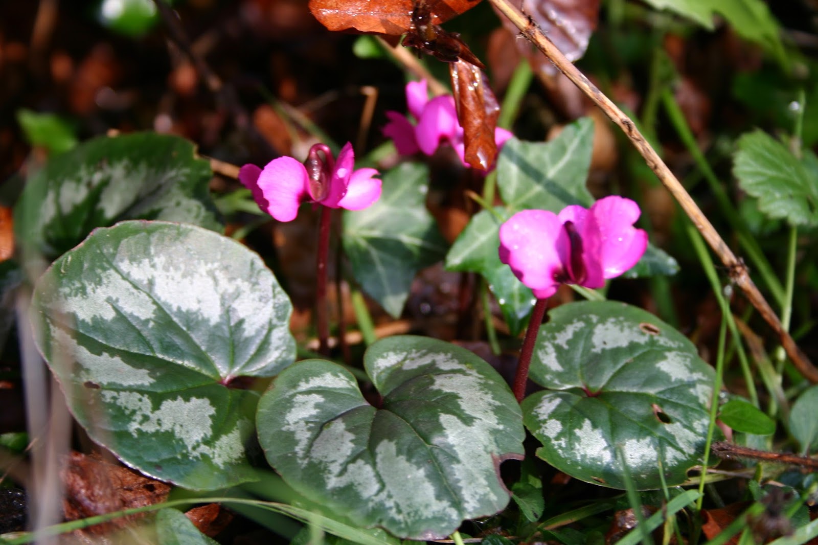 The Dean Field Studies Centre: 2017