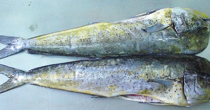 Cá dũa - Đặc Sản Quê Tôi