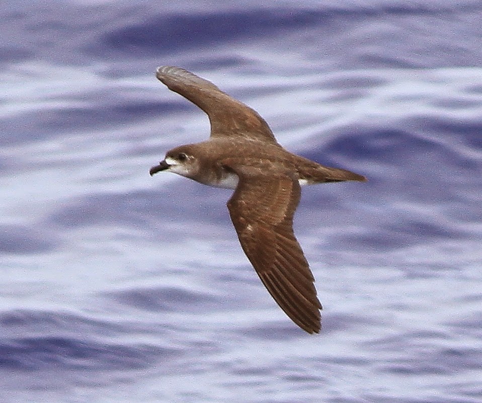 Birding Poole Harbour & Beyond: 9 Nov 14 - A Pterorrific Day At Sea Off ...