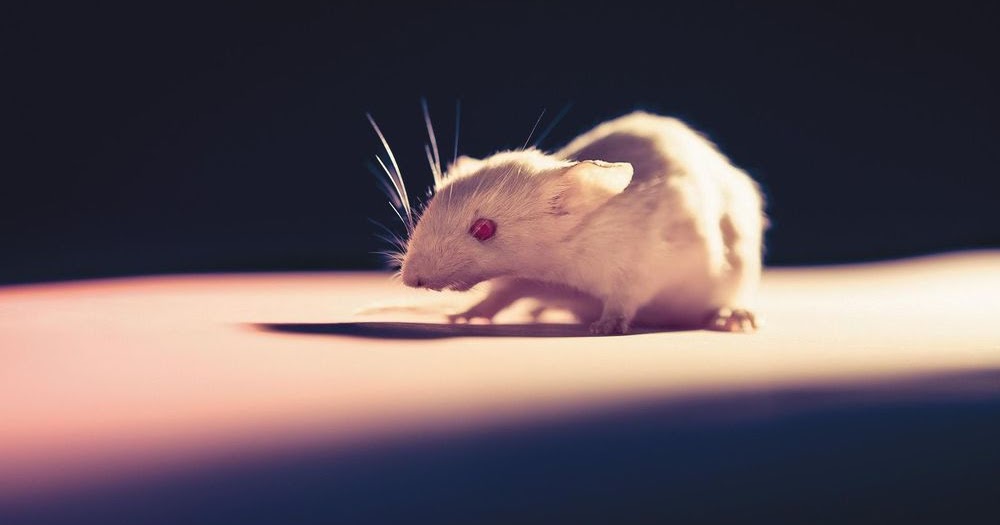 OncoMouse: The Mouse That Disrupted Science | Amusing Planet