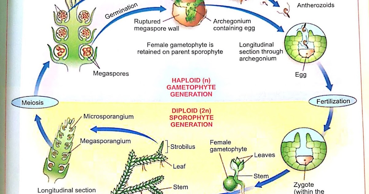 Selaginella life cycle