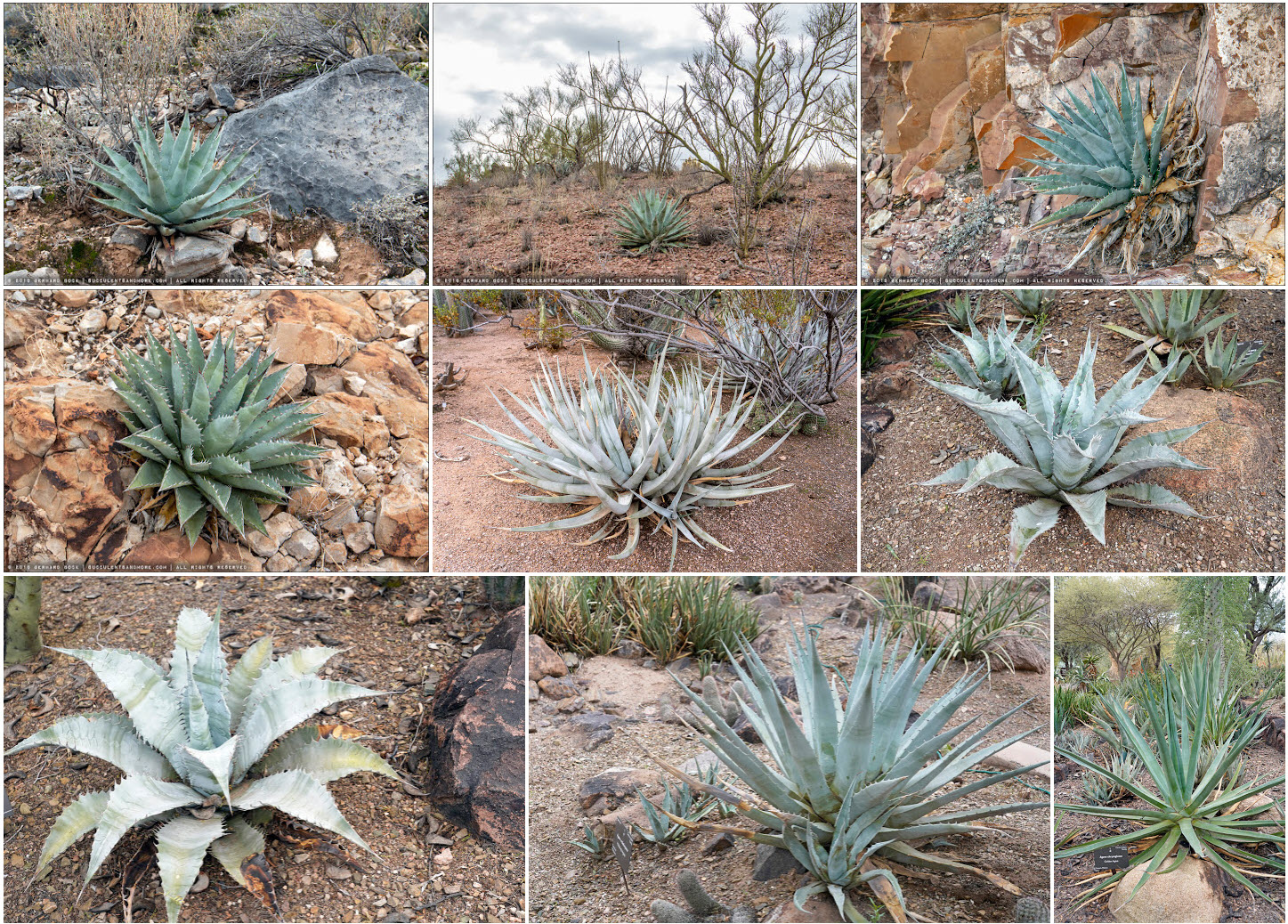 Agave photo overload
