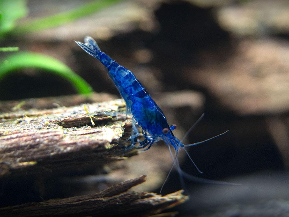 Blue Diamond Shrimp