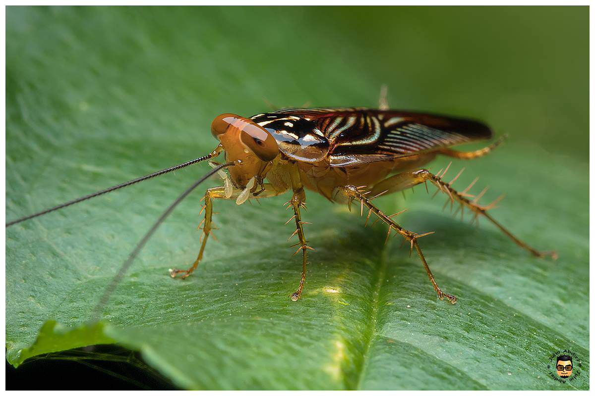 Nocturnal Macro-Adventure - Featured subfamily: Kissing Bugs (Triatominae)