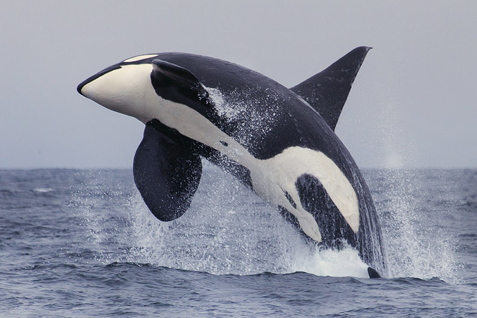 El alucinante mundo marino: Orca (Orcinus orca) | “Killer whale”