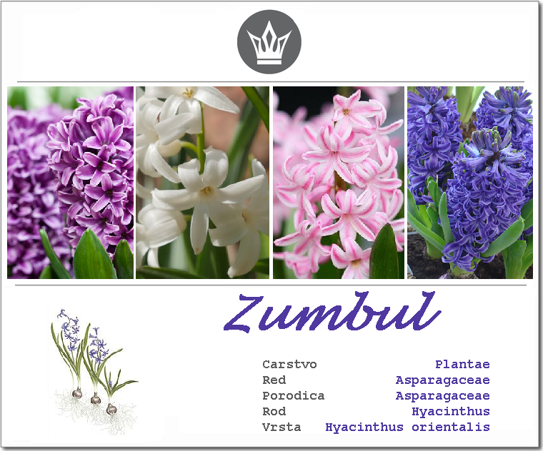 101 cvet : Zumbul Opojni