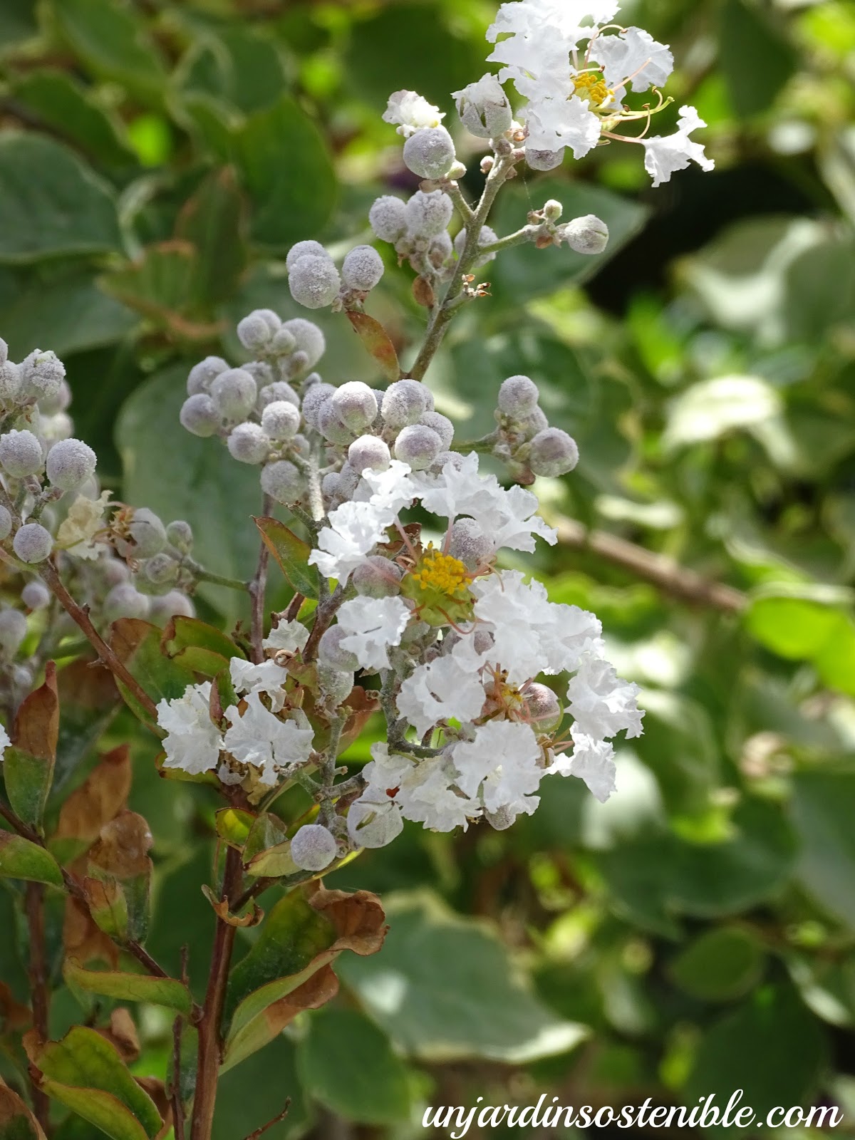 Lagerstroemia-Indica (Árbol de Júpiter)