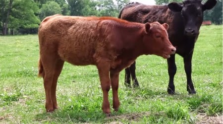 The Partial View: Parah Aduma - a red heifer born in the USA- video below