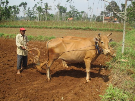 Sapi Madura Sapi Lokal Unik Di Indonesia | -Petani TOP-