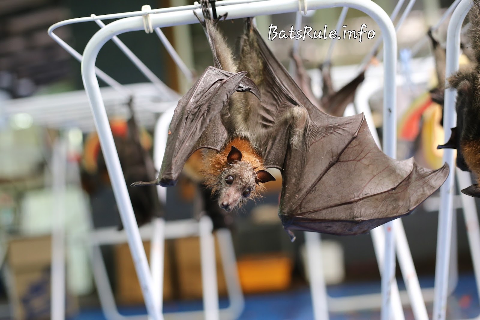 Megabat pics 2017 Flying Foxes Fruit bats