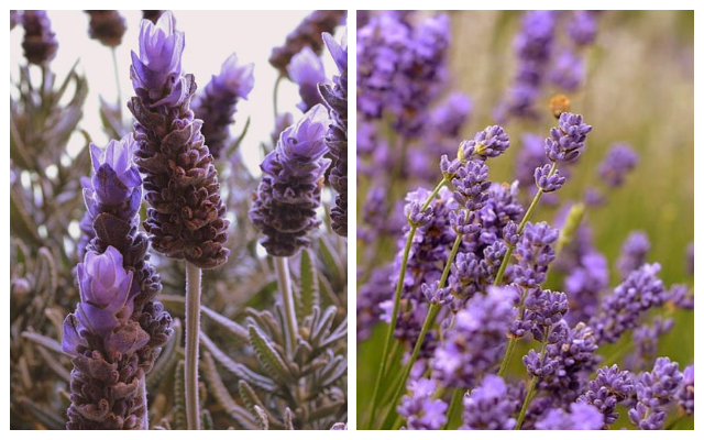 Λεβάντα. Άρωμα και μαγικό ...Μεσογειακό χρώμα | SOULOUPOSETO