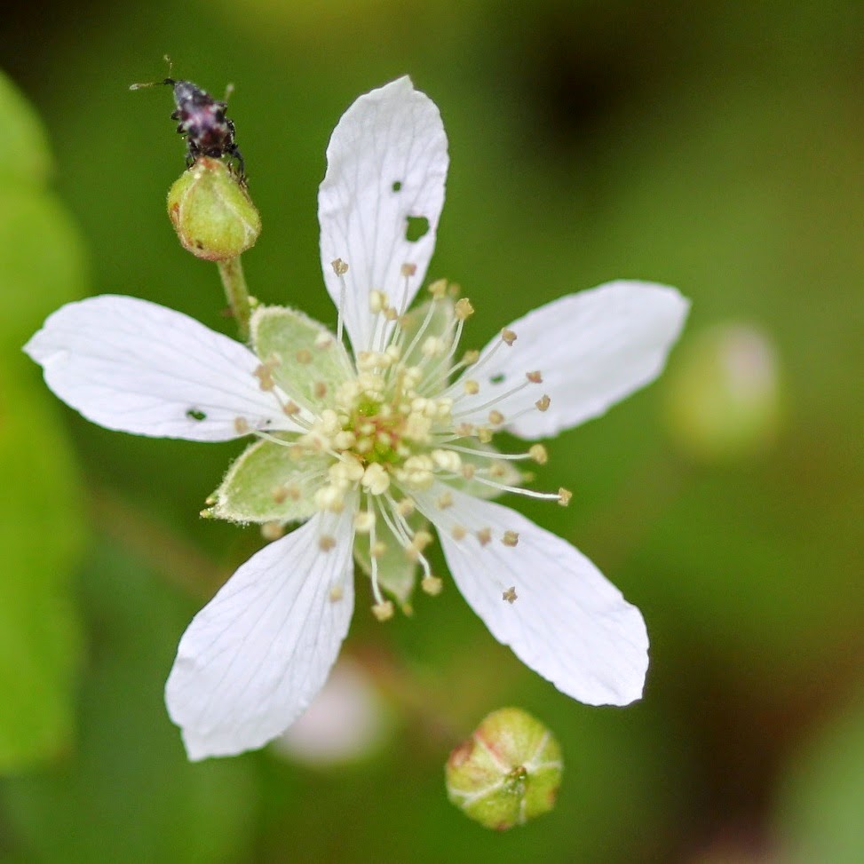 Red House Garden: Dewberries