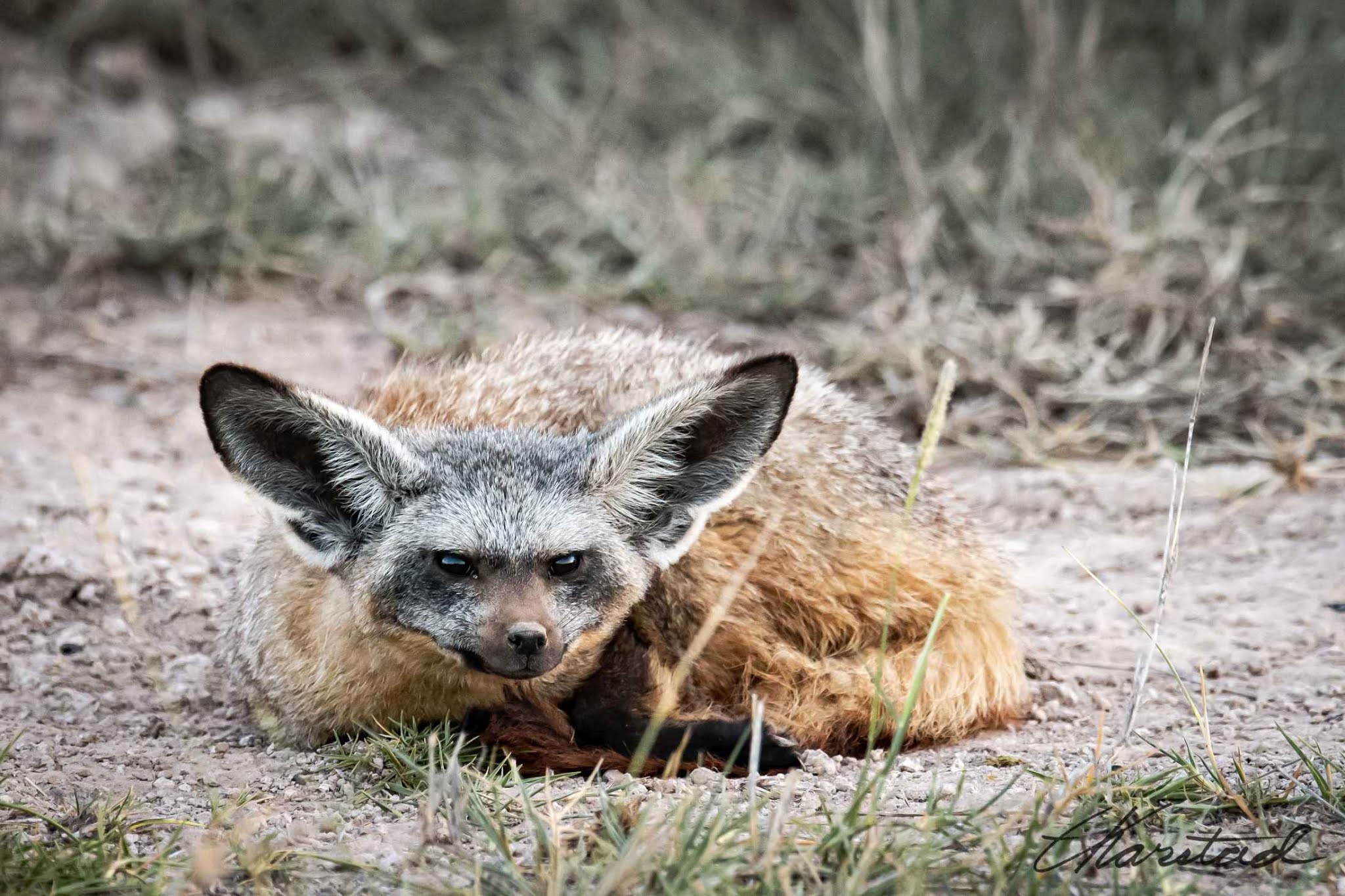 Elsen Karstad's 'Pic-A-Day Kenya': Bat Eared Fox, Masai Mara Kenya
