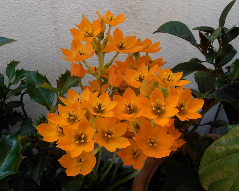 En macetas: Ornitógalo