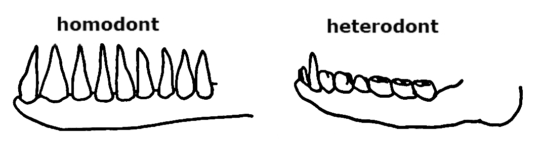 B. Sc. - II Animal Diversity- IV (Old) : April 2020