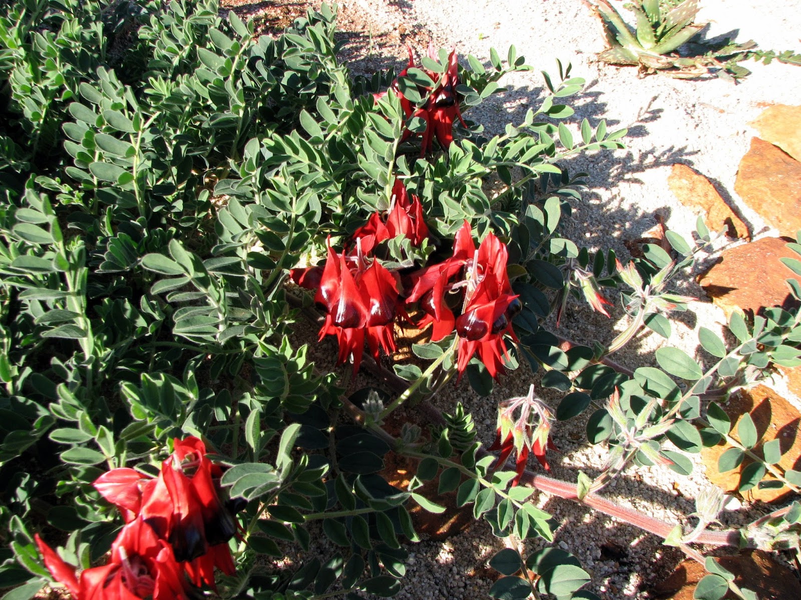 Plain Jane Creations: Sturt's Desert Pea growing wild