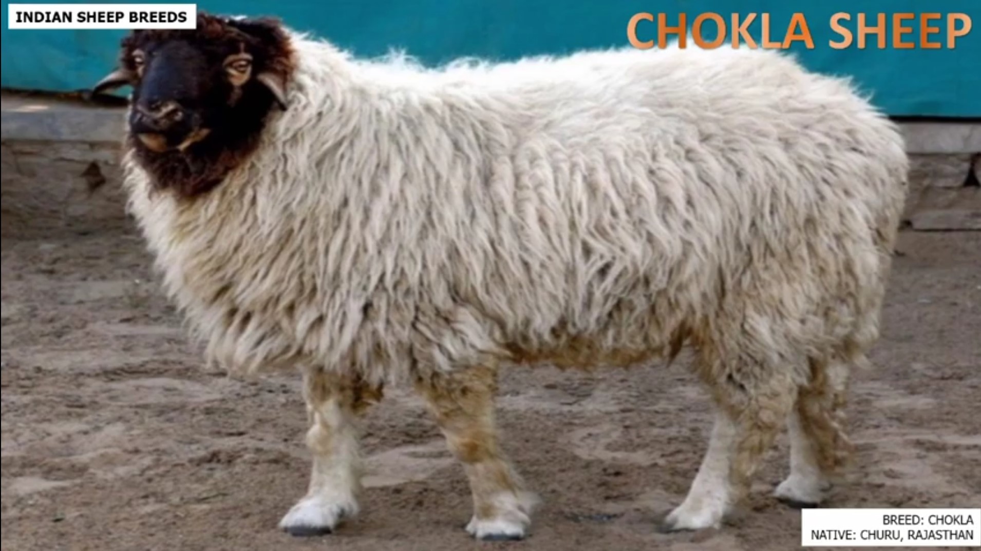 Most Popular Sheep Breeds of India