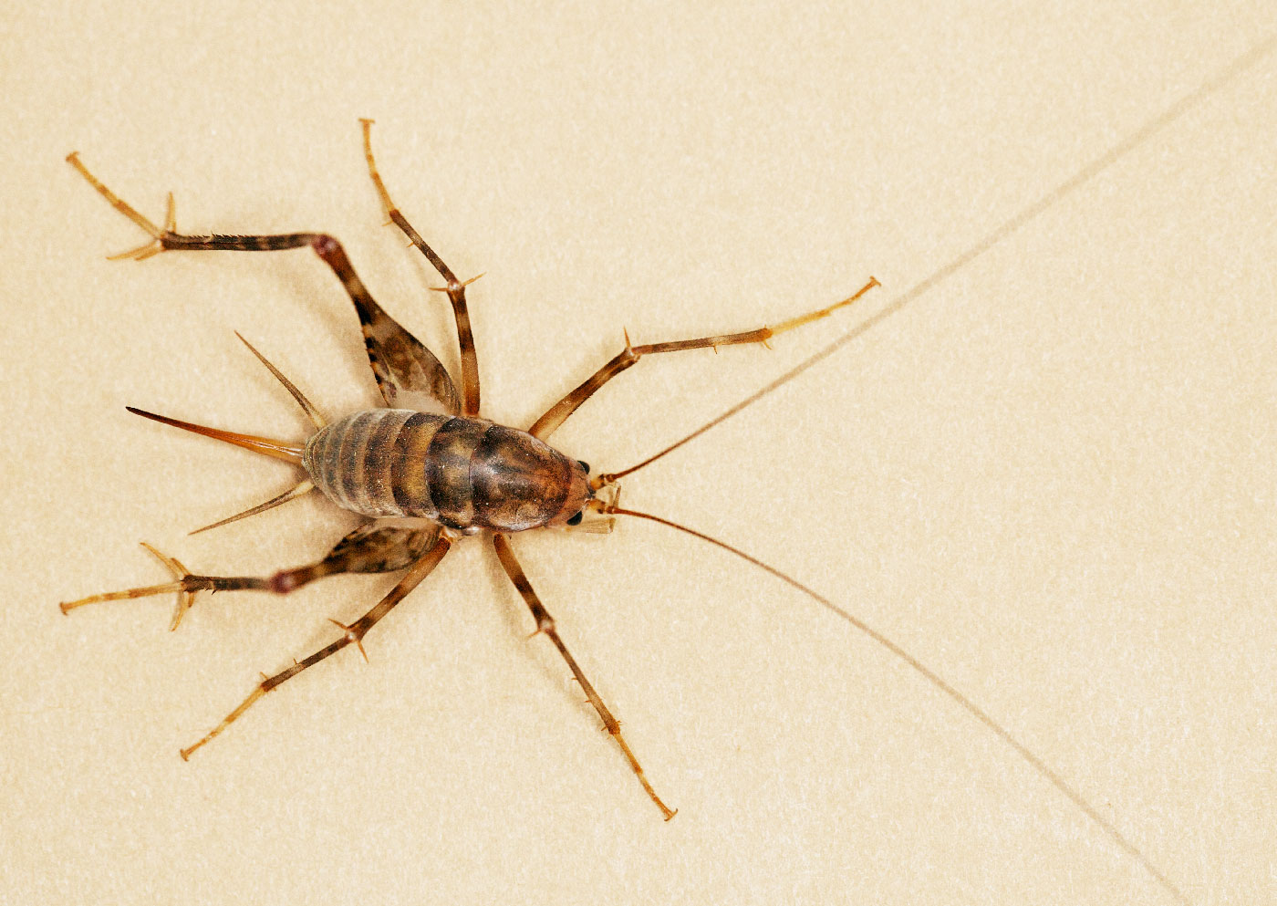 Real Monstrosities: Cave Cricket