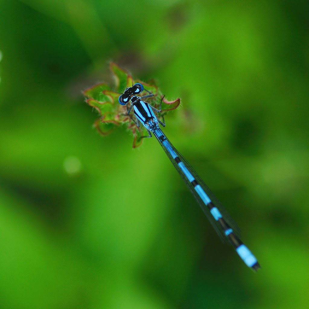 Species of UK: Week 62: Common Blue Damselfly ('Enallagma cyathigerum')
