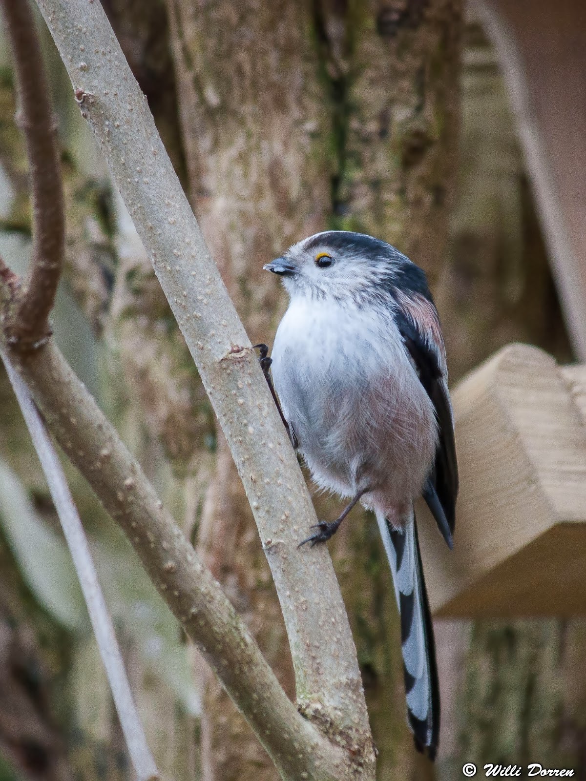 Les oiseaux et autres Animaux de nos jardins et forets: mésanges a ...