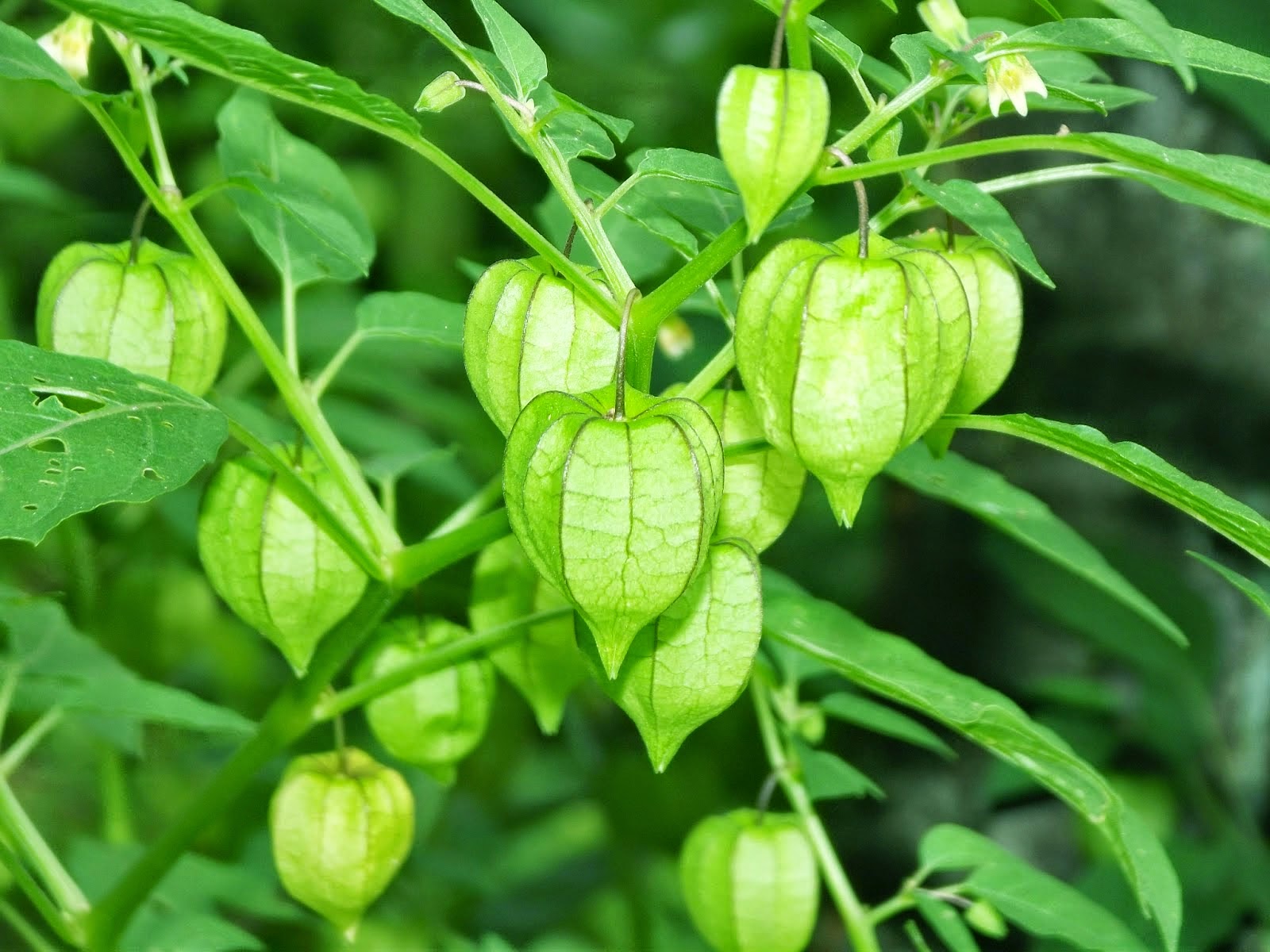 Health Benefits of Physalis for Beauty and your body - VegetaFruit